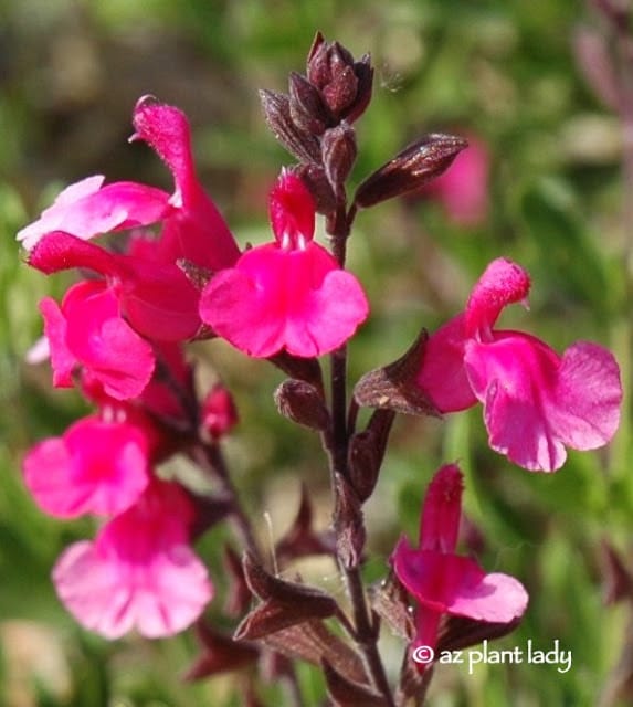Plants for Filtered Shade Archives - Desert Gardening 101