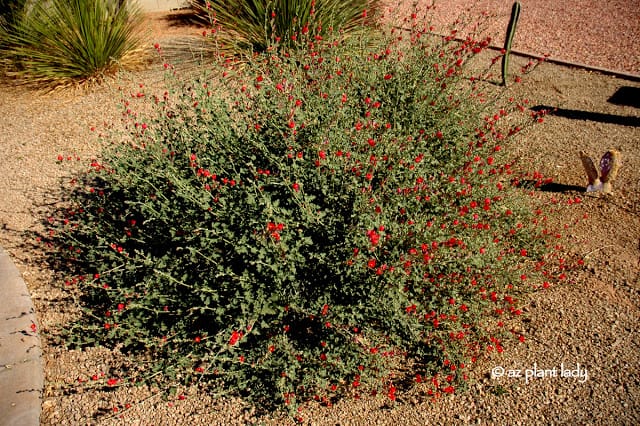 Drought Tolerant and Beautiful: Globe Mallow | azplantlady.com