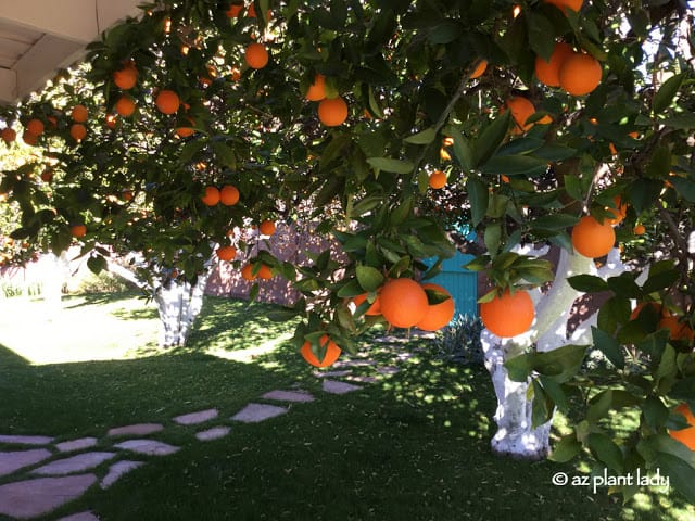 Citrus Trees: How to Care in The Fall | azplantlady.com