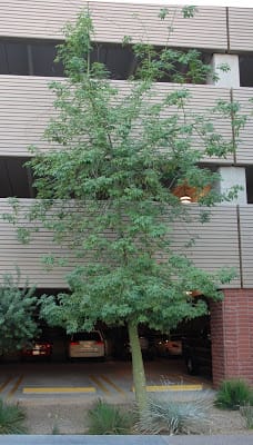 Amazing Plants - One Pretty, One Amusing and the Other Unique