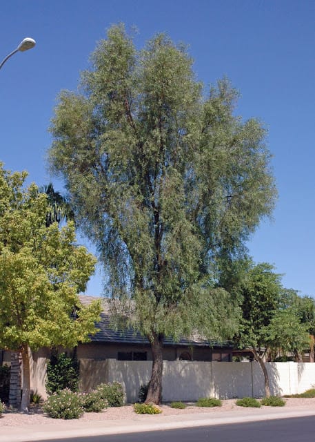 Palo Brea Archives - Desert Gardening 101