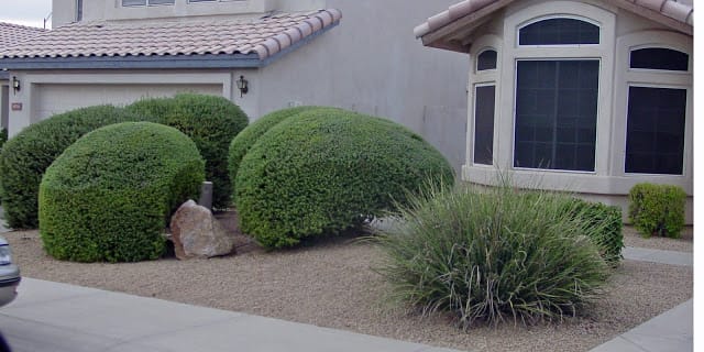 Landscape Design Archives - Desert Gardening 101