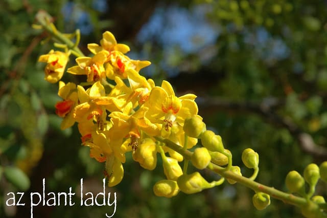 Cascalote leaf loss Archives - Ramblings from a Desert Garden