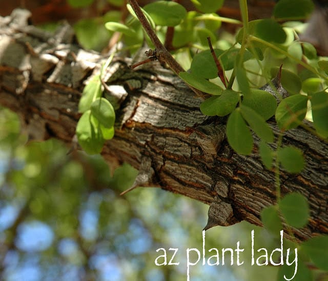 Thornless Cascalote Archives - Desert Gardening 101