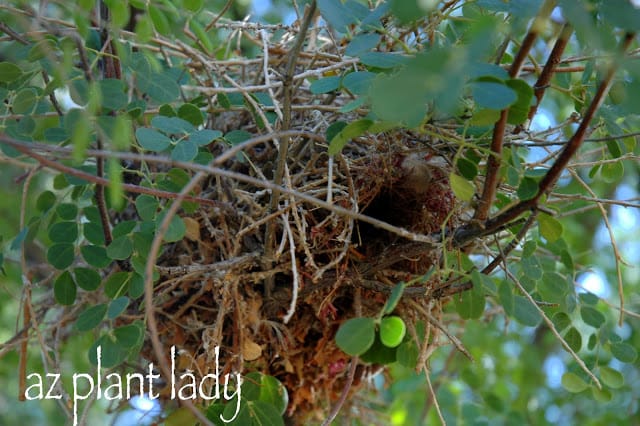 Thornless Cascalote Archives - Desert Gardening 101