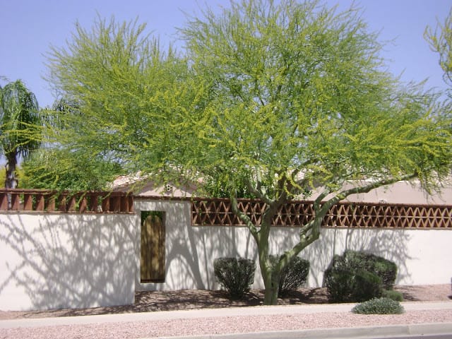 Palo Brea Archives - Desert Gardening 101