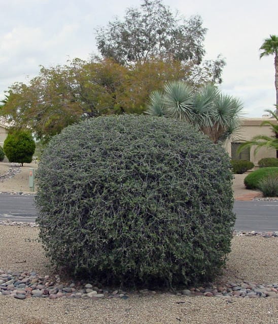Palo Brea Archives - Desert Gardening 101