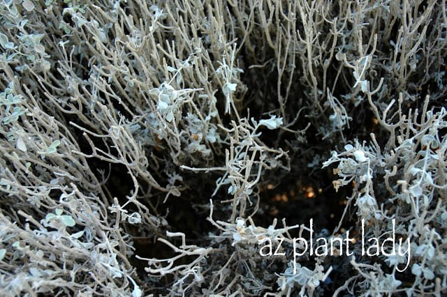 How to prune Texas Ranger Archives - Desert Gardening 101