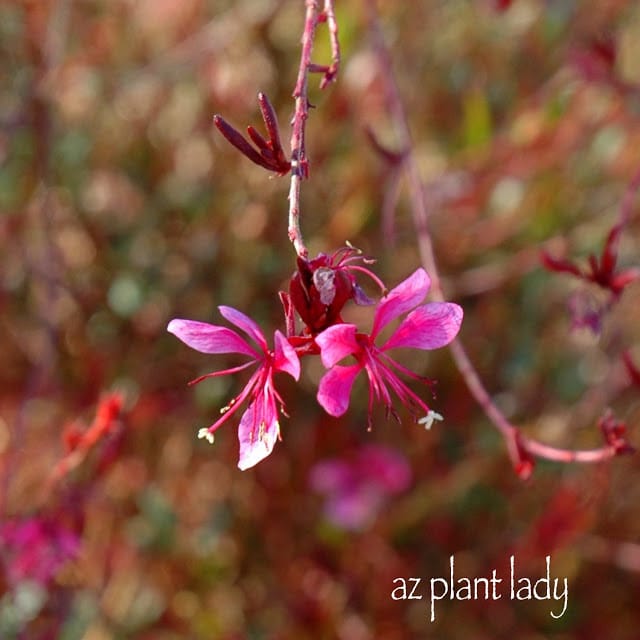 'Rio Bravo' Sage Archives - Desert Gardening 101
