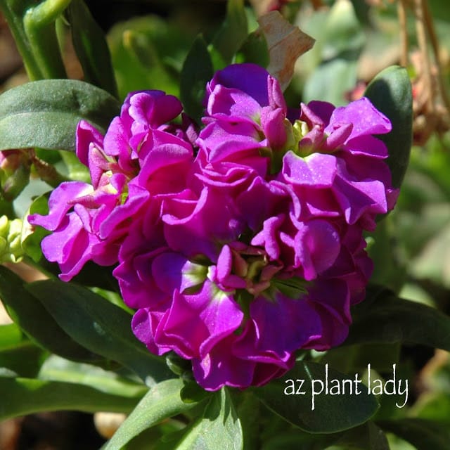 Goodding's Verbena Archives - Desert Gardening 101