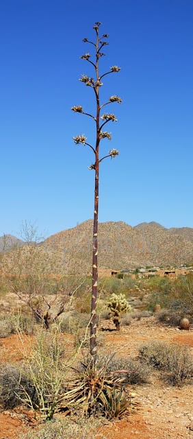 Agave-flowering-5 - Desert Gardening 101