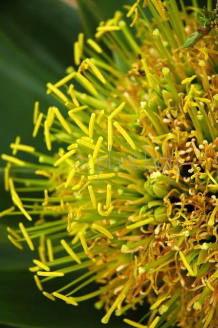 Flowering Stalk: Flowering Once In A Lifetime.... | azplantlady.com