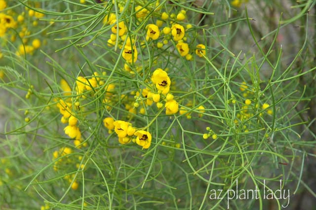 Cassia nemophila Archives - Desert Gardening 101