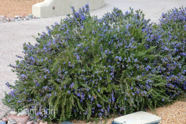 Gopher Plant Archives - Desert Gardening 101