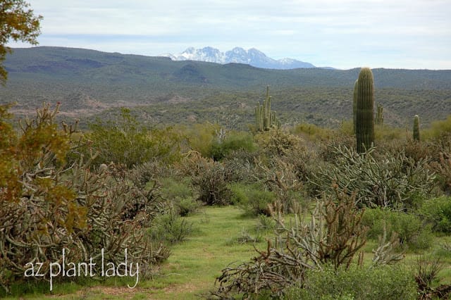 Gopher Plant Archives - Desert Gardening 101