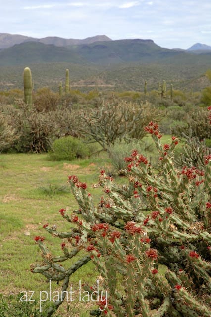 Gopher Plant Archives - Desert Gardening 101