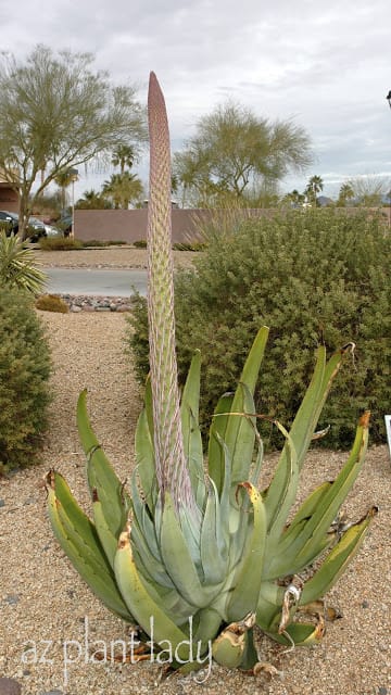 Gopher Plant Archives - Desert Gardening 101