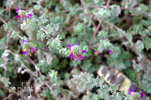 Gopher Plant Archives - Desert Gardening 101