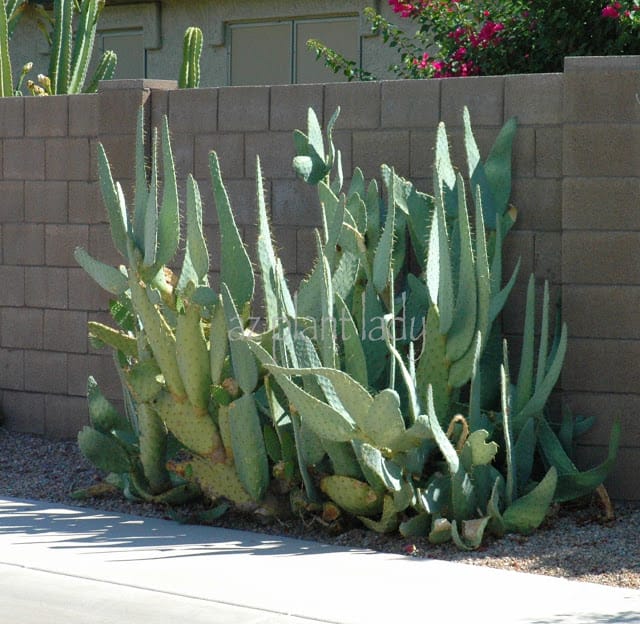Wrong Place: Mis-Placed Plants.....Read The Plant Label Part 2