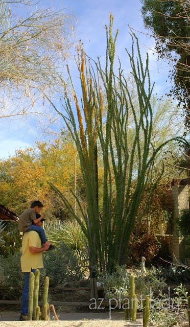 Ocotillo Archives - Desert Gardening 101