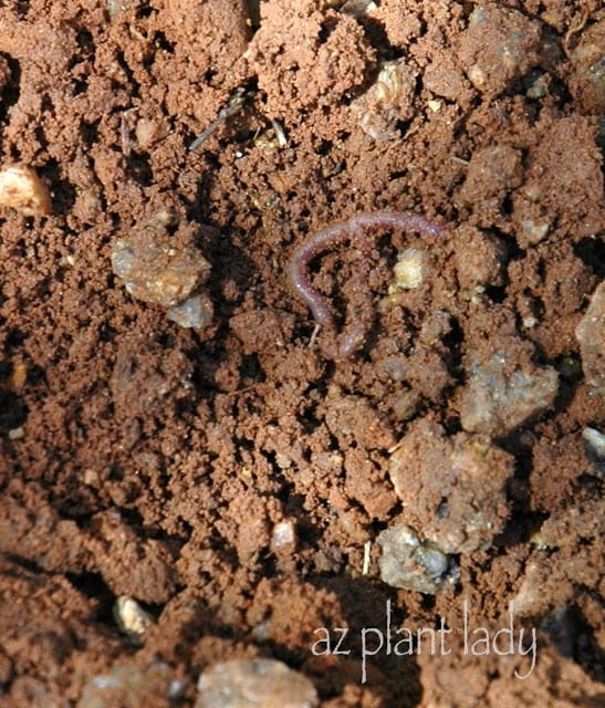 Worms-1 - Desert Gardening 101