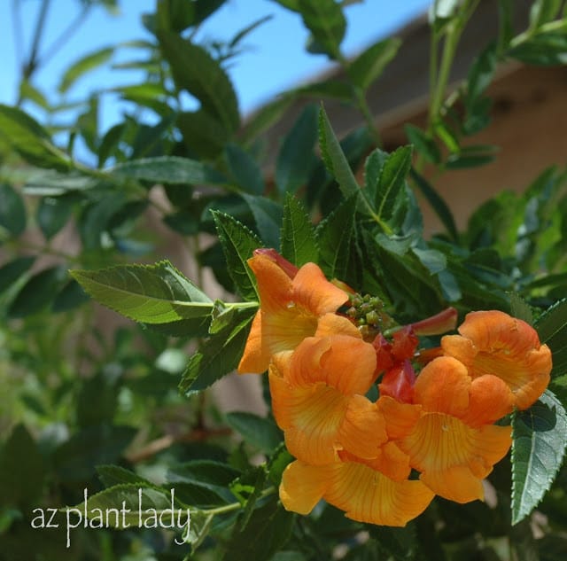 Garden Bloggers Bloom Day....and the flu | azplantlady.com