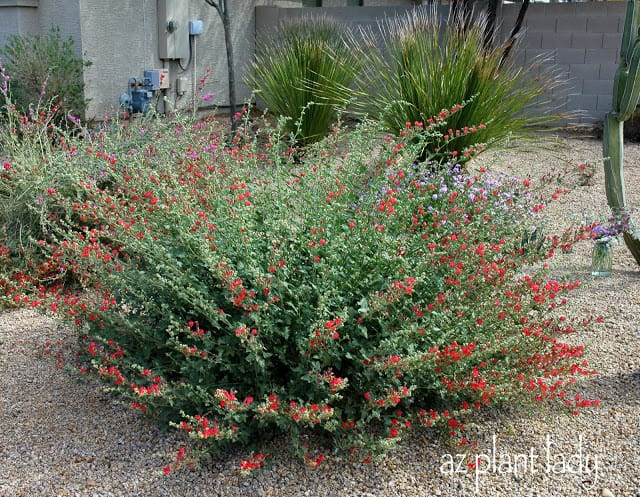 Red Fairy Duster Archives - Desert Gardening 101