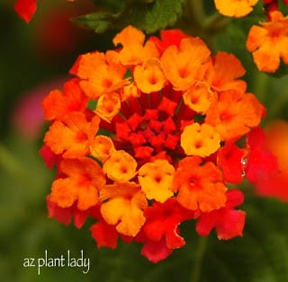 Lantana-Desert-Sunset-Flower - Desert Gardening 101