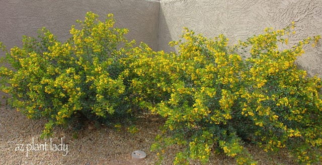 Red Fairy Duster Archives - Desert Gardening 101