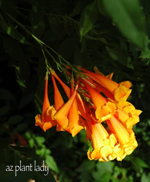 Orange Trumpet Flowers in Desert Southwest Garden | azplantlady.com
