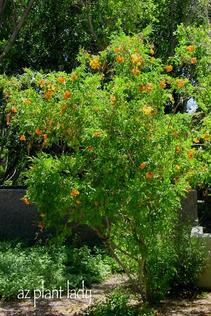 Orange Trumpet Flowers in Desert Southwest Garden | azplantlady.com