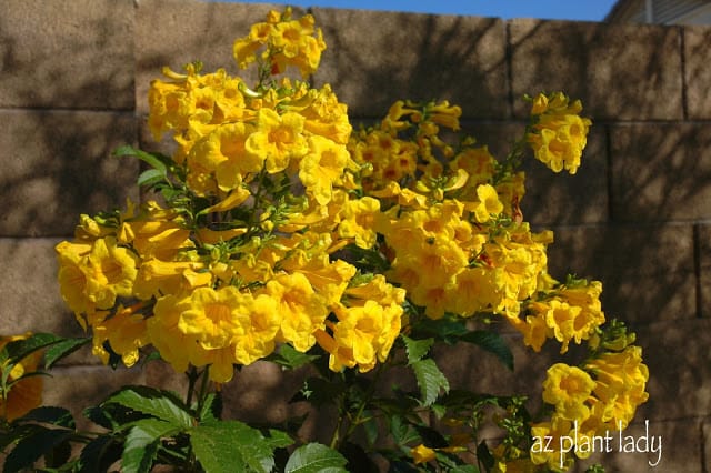 Color in the Garden: Curing the Garden Blahs with Color