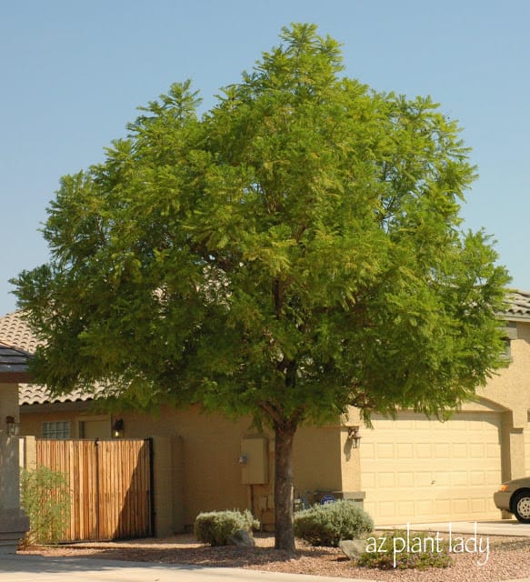 Evergreen Elm Archives - Ramblings from a Desert Garden