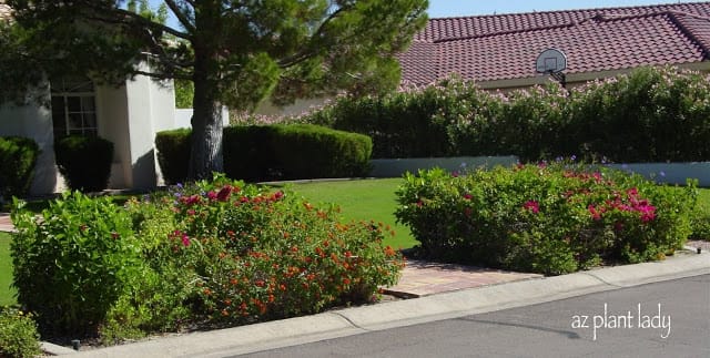 Boring Gardens: Steps Towards Curing the Garden Blahs....Part 1