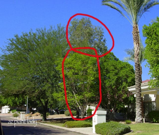 Boring Gardens: Steps Towards Curing the Garden Blahs....Part 1