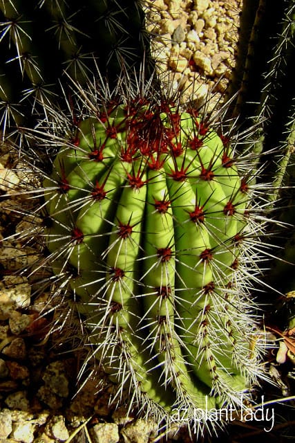 Curing the Garden Blahs.....Form and Texture | azplantlady.com