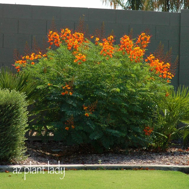 Feathery Cassia Archives - Desert Gardening 101