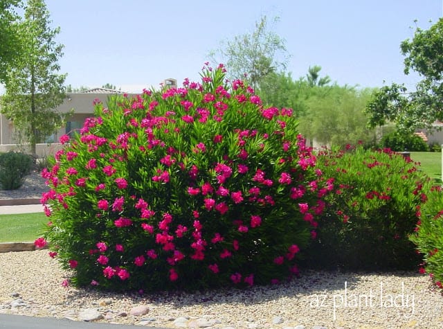 Feathery Cassia Archives - Desert Gardening 101