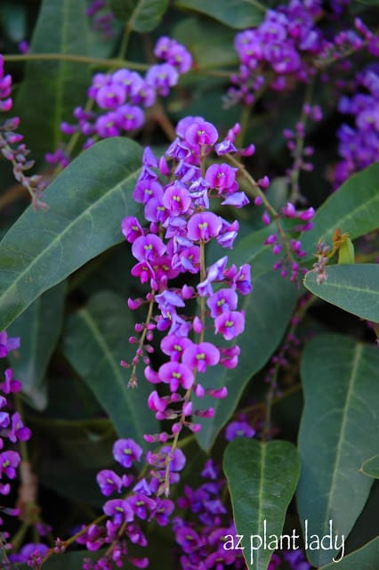 Purple Lilac Vine Archives - Desert Gardening 101