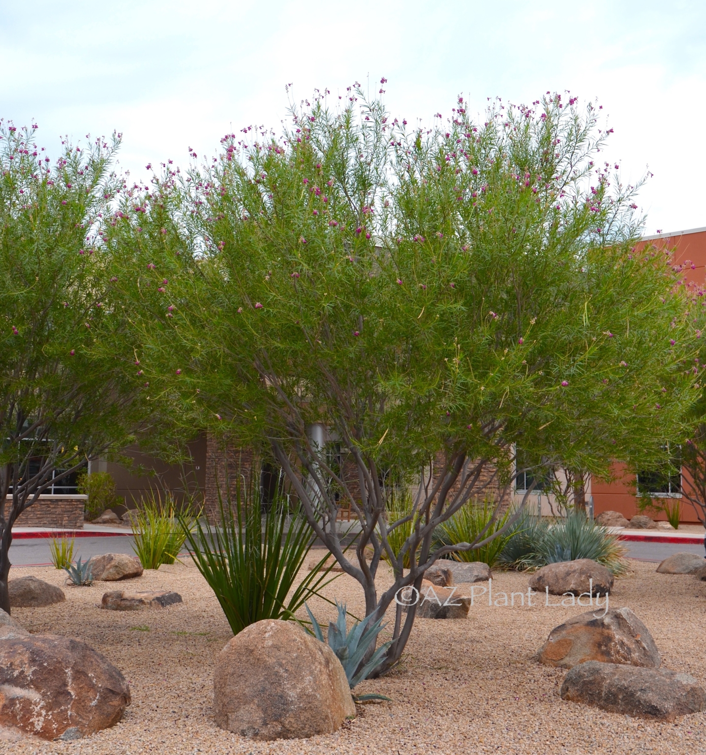 Timeless Beauty desert willow Archives - Desert Gardening 101