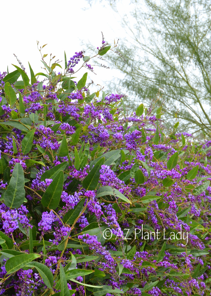 Purple Lilac Vine: Another Great Lesser-Known Plant to Try