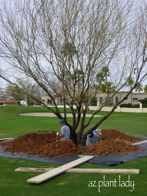 Improper Planting: How to Plant a Tree - Part 1 | azplantlady.com