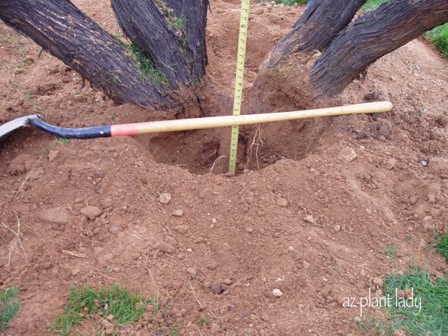 Improper Planting: How to Plant a Tree - Part 1 | azplantlady.com