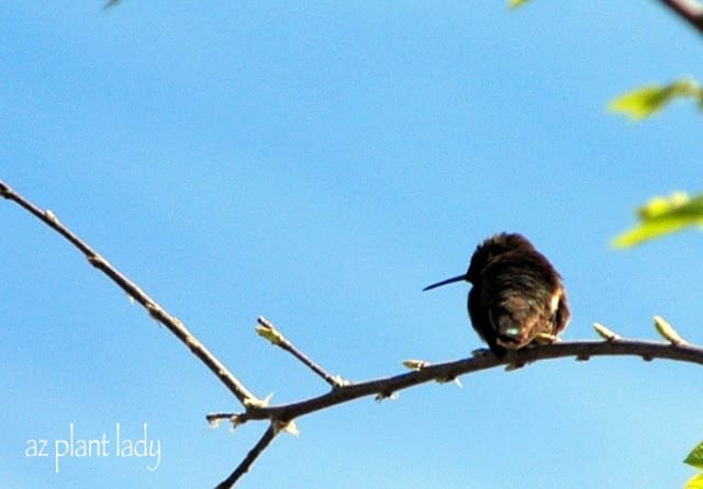 Riparian Preserve: Hummingbirds Perched Up High....