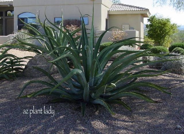 Losing Battle.....My Husband, Agave and Yucca | azplantlady.com