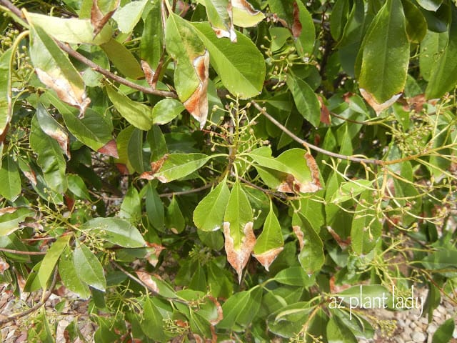 Salt Burn Archives - Ramblings from a Desert Garden