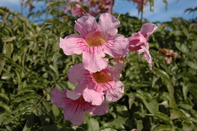 Pink Trumpet Vine Archives - Desert Gardening 101