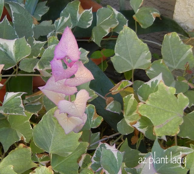 Container Plants: Uncontrolled Container Plants....| azplantlady.com