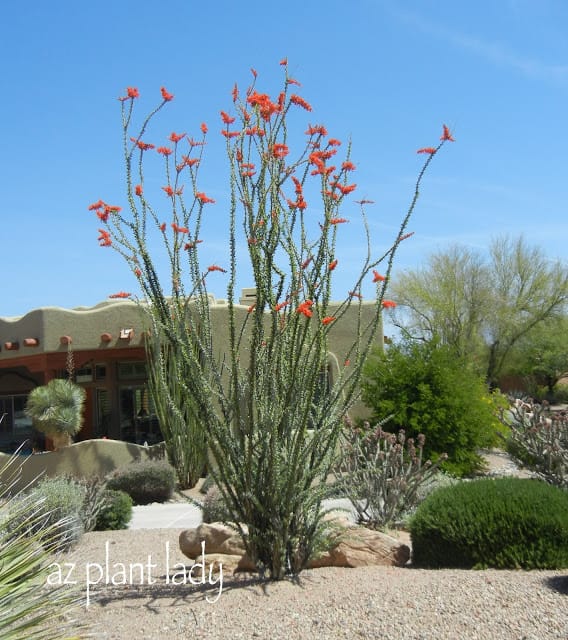 Ocotillo Archives - Desert Gardening 101