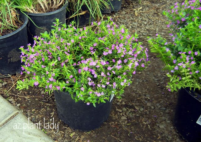 Mexican Heather Archives - Desert Gardening 101